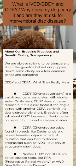 What is IVDD/CDDY and CDPA? - KC POODLES OF PA